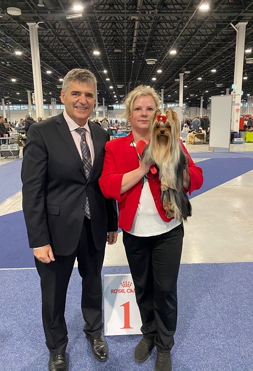 3 x dog show Budapešť :: Yorhshire terrier - kennel Bon Chillero